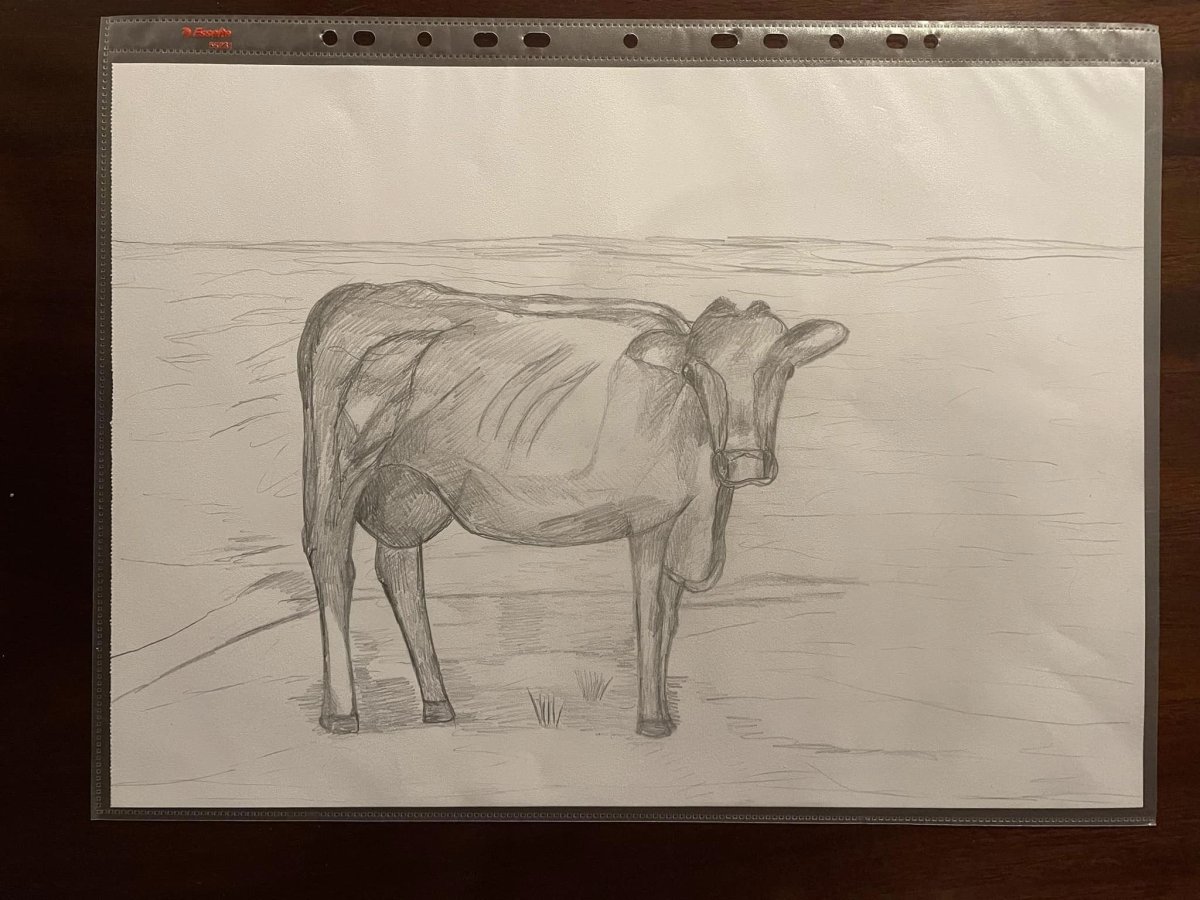 Tegning A3 Ko - Tegning A3 / Drawings - Galleristore.dk